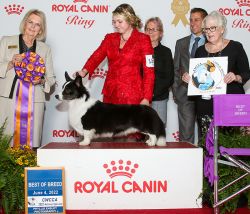 Cardigan Welsh Corgi - The Breed Archive