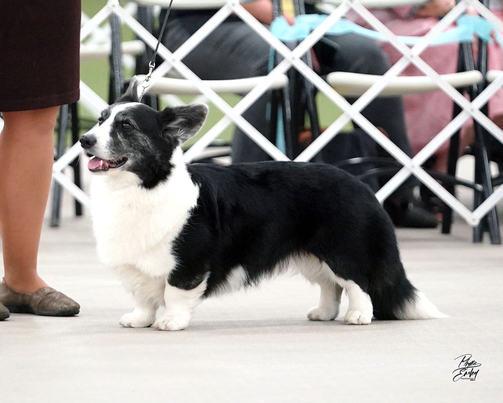 Cardigan Welsh Corgi - The Breed Archive