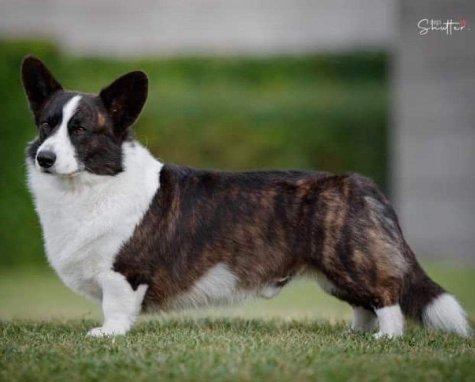 Cardigan Welsh Corgi - The Breed Archive