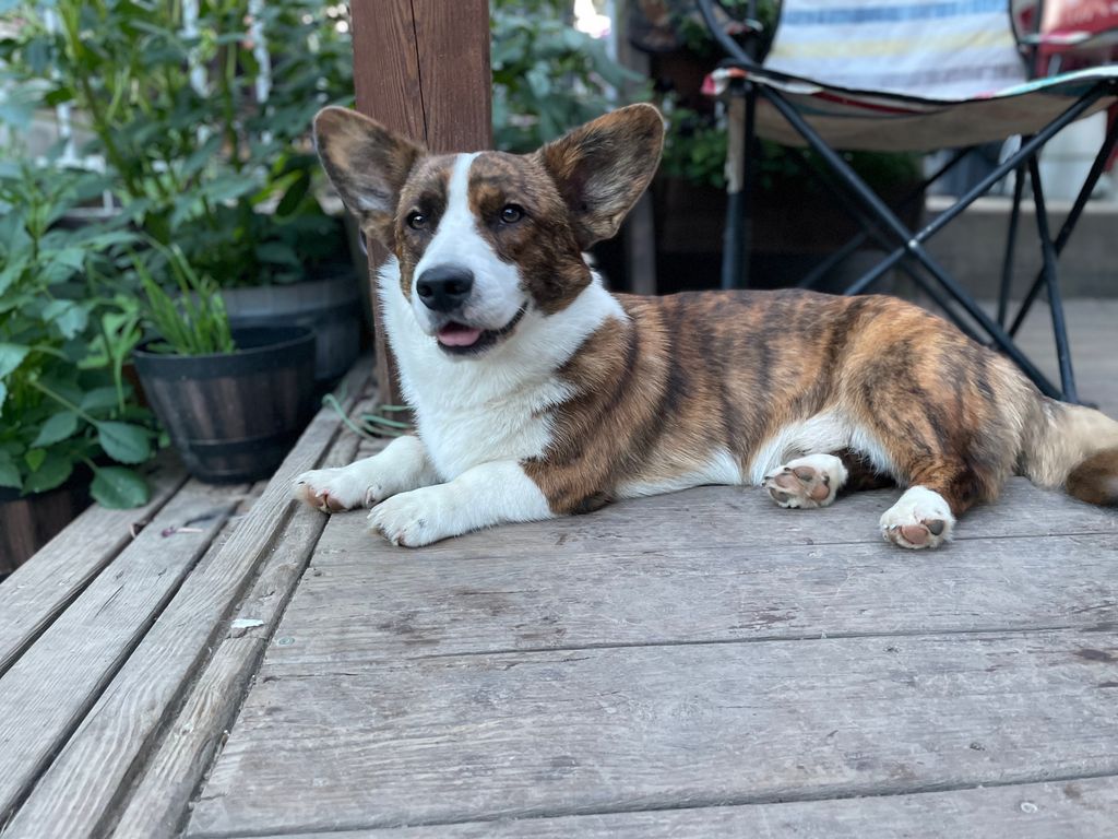 Cardigan Welsh Corgi - The Breed Archive