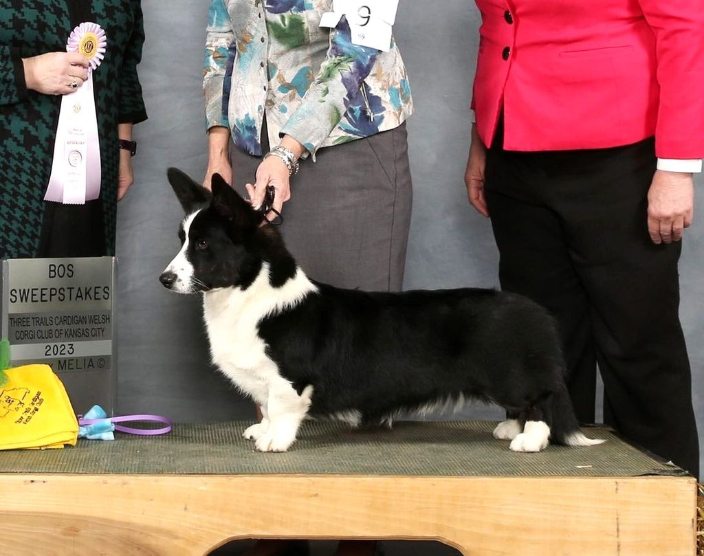 Cardigan Welsh Corgi - The Breed Archive