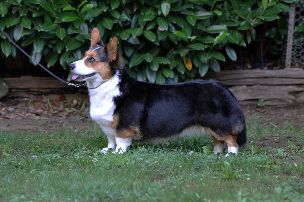 Cardigan Welsh Corgi - The Breed Archive