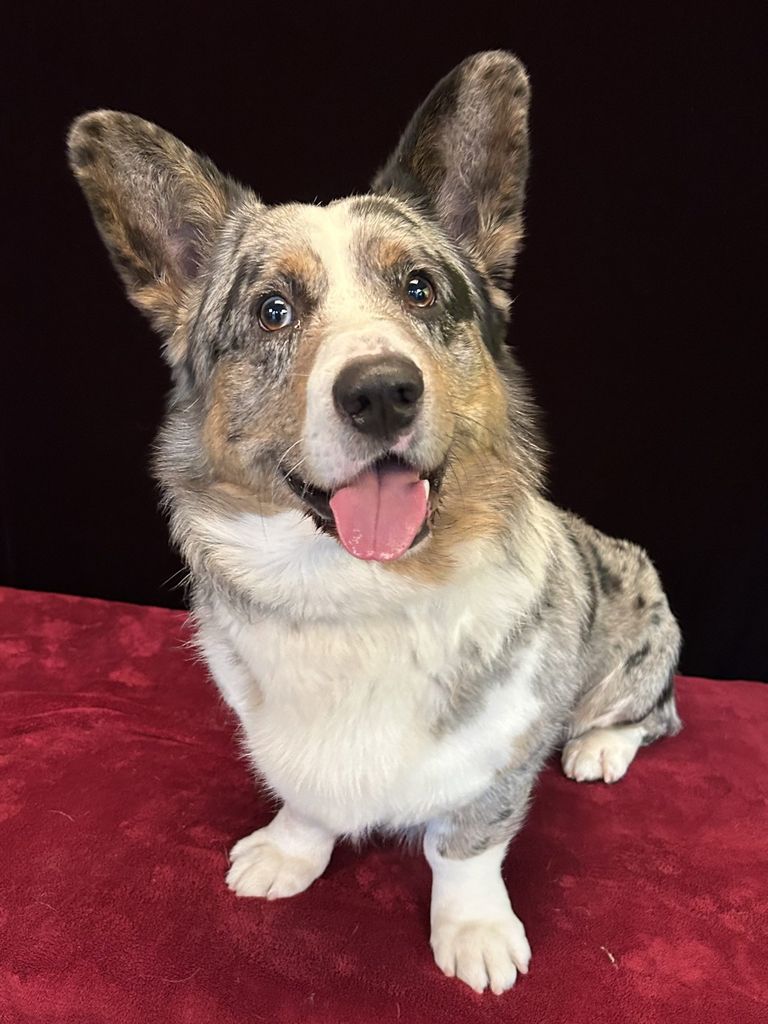 Cardigan Welsh Corgi - The Breed Archive