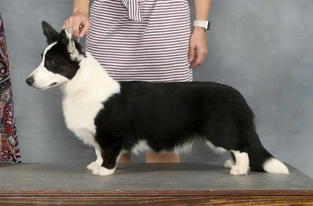 Cardigan Welsh Corgi - The Breed Archive